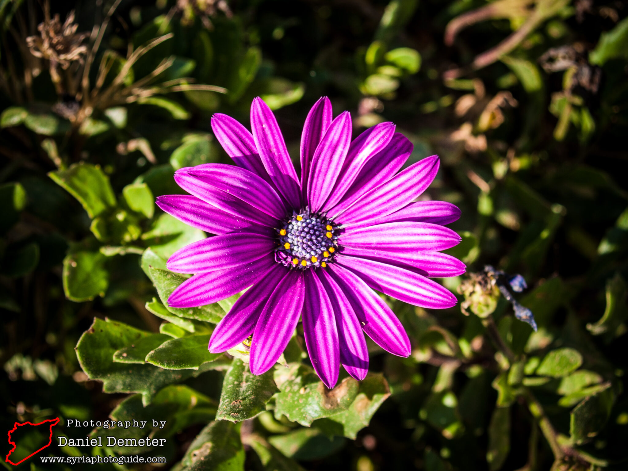 Masyaf مصياف – Syria Photo Guide